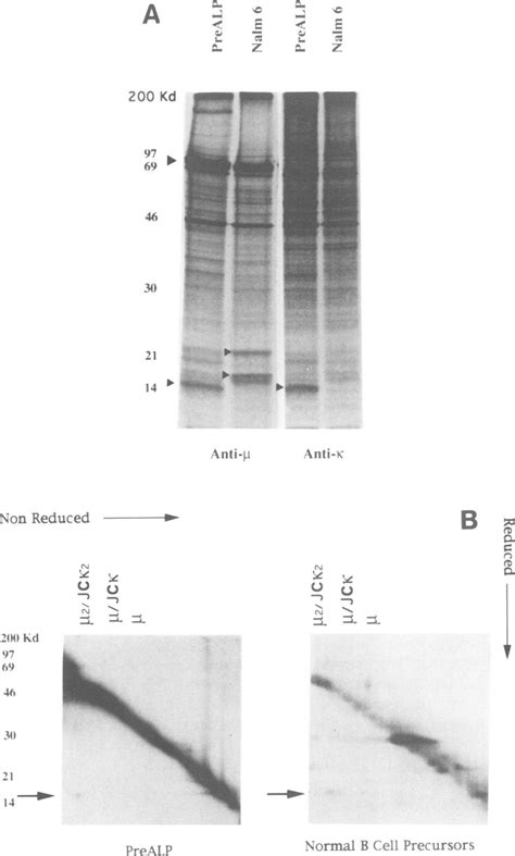 Association Of Ith With Surrogate Light Chain Proteins A Download Scientific Diagram