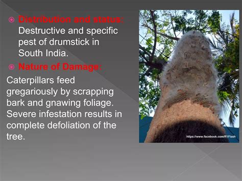 Insect Pest Of Drumstick Pptx