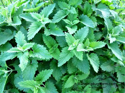 Organic Loose Leaf Dried Whole Catnip Non Gmo Kitty Krack Natural