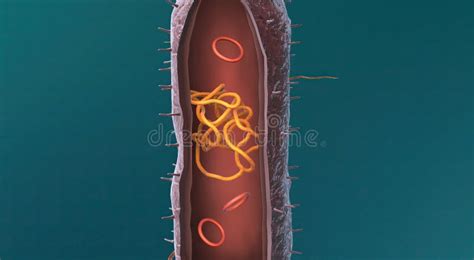 Prokaryotes Are Single Celled Organisms Belonging To The Domains Bacteria And Archaea Stock