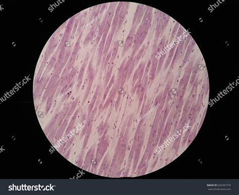 Cardiac Muscle Histology Cardiac Muscle Tissue Function Structure