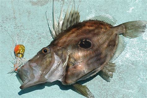 マトウダイの特徴 釣魚図鑑特徴仕掛けさばき方 Honda釣り倶楽部 Honda公式サイト