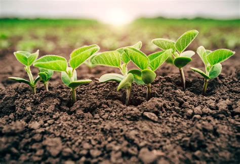Foodproof® Gmo Screening Kit Hygiena