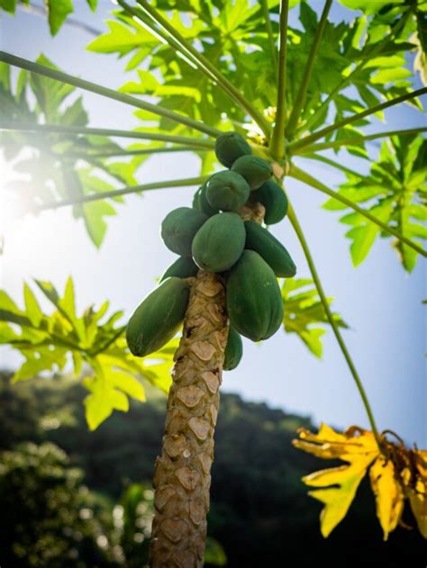 Uses Of Papaya Tree At David Rogge Blog