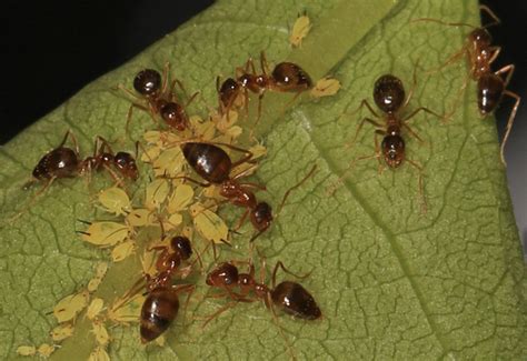 Types Of ANTS Found In Texas Bird Watching HQ