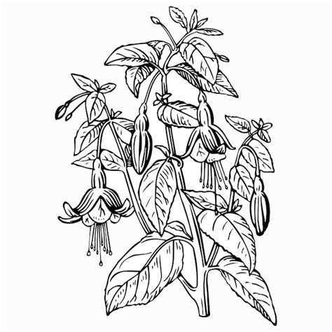 Fuchsia Vecteur Premium