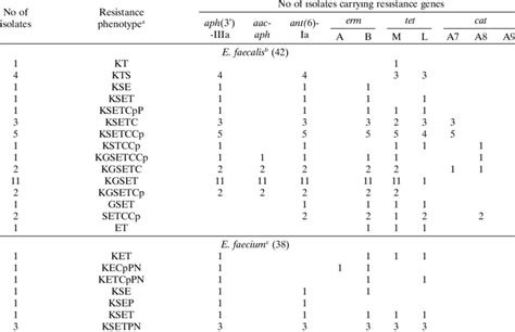 Prevalence Of Antibiotic Resistance Genes In E Faecalis And E Faecium Download Table