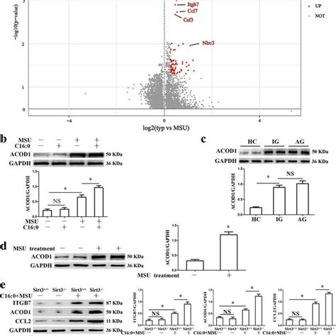 Sirt3 Deficiency Resulted In Further Up Regulation Of Acod1 Expression Download Scientific