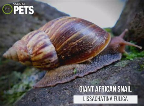 Lissachatina Fulica Giant African Snail Care Guide