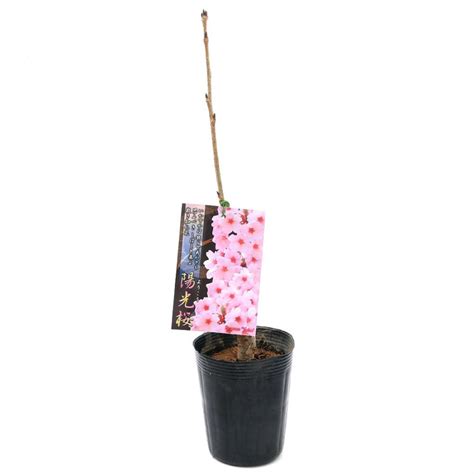 チャームペット 山野草庭木苗 サクラ桜陽光桜ヨウコウ354号1ポット休眠状態 チャーム charm ヤフー店