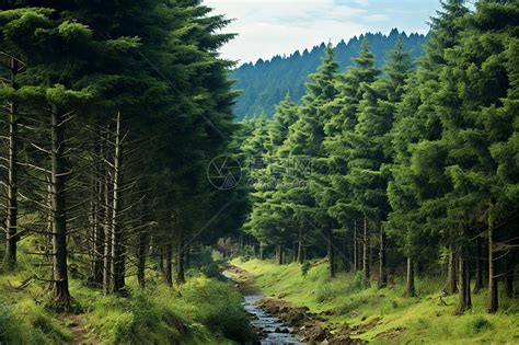 户外清新树林高清图片下载 正版图片600778562 摄图网