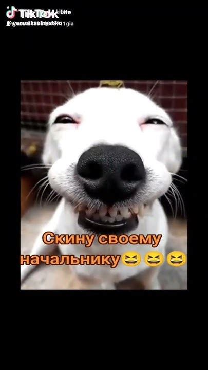 სასაცილო ძაღლი Youtube