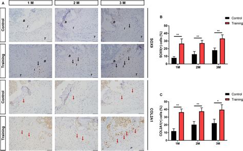Treadmill Training Promotes Type Ii Collagen Col2a1 And Sox9 Protein