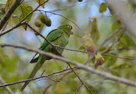 Catey Aves Exóticas