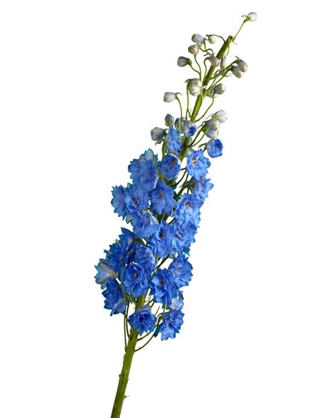 Buy Delphinium Wholesale Bulk Delphinium In Petaljet