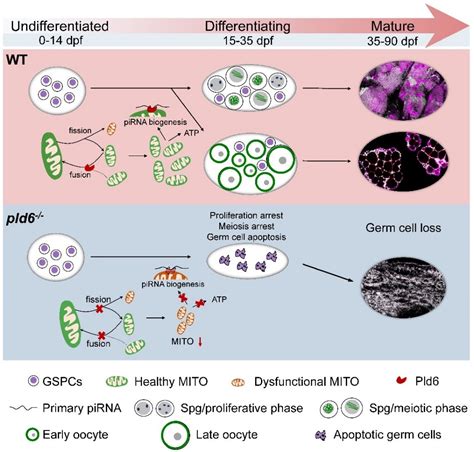 水生所揭示线粒体动态调控鱼类生殖干祖细胞命运决定的新机制 水生生物研究所