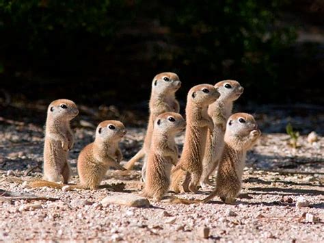 Create Meme Chigirtka A Gopher In The Desert Gopher Pictures Meme