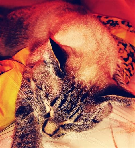 Доброго времени суток помогите найти члена семьи Убежал в поле за заправкой Techno Отзовитесь