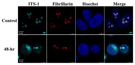 Rna In Situ Hybridization Analysis To Determine The Location Of The Download Scientific Diagram