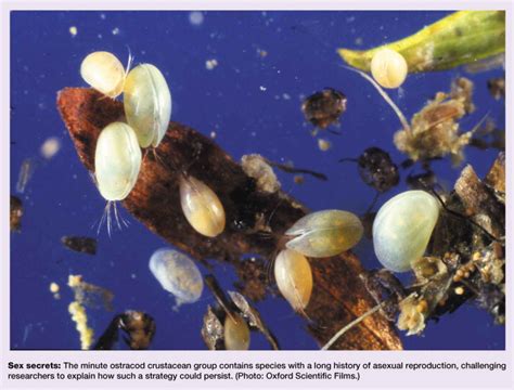 Better Than Sex Current Biology