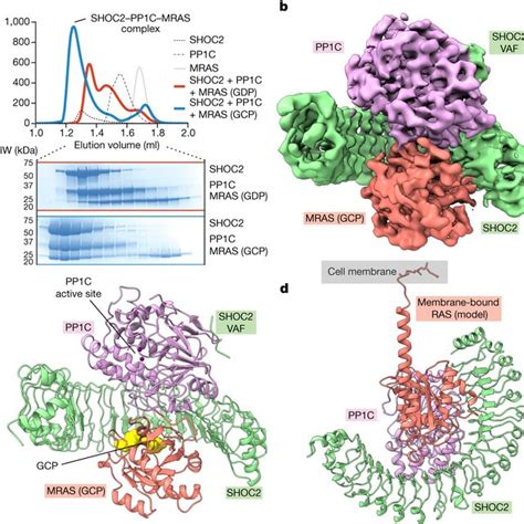 Shoc2 Pp1c Ras Substrate Recognition And Biological Mutations A Download Scientific Diagram