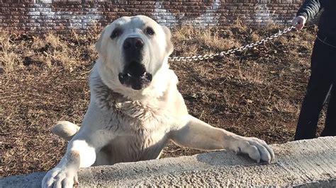 შუმბა 5 წლის ქართული ნაგაზი სისხლები თეთრი ხოდა პატარძეული ბებერი მგელო კუსა დუმანა Youtube