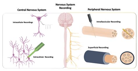 A Simplified Overview Of A Central And Peripheral Nerve Recording Download Scientific Diagram