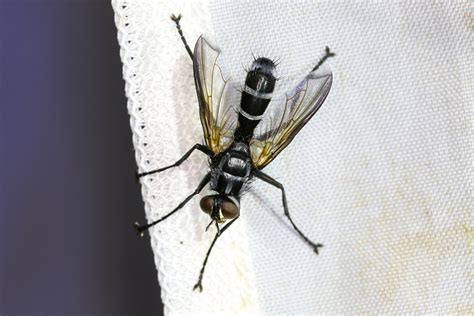 コンボウナガハリバエ