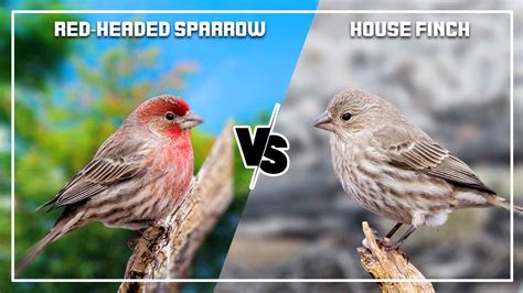 Red Headed Sparrow Vs House Finch Key Differences