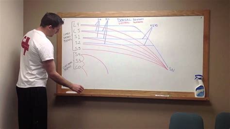 Sacral Plexus Drawing