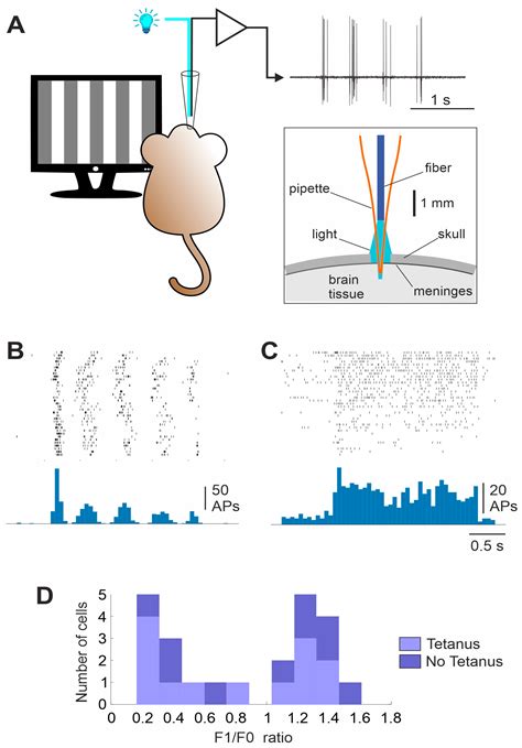 Plasticity Of Response Properties Of Mouse Visual Cortex Neurons