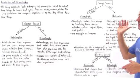Autotrophs Definition Types Examples And Vs Heterotrophs