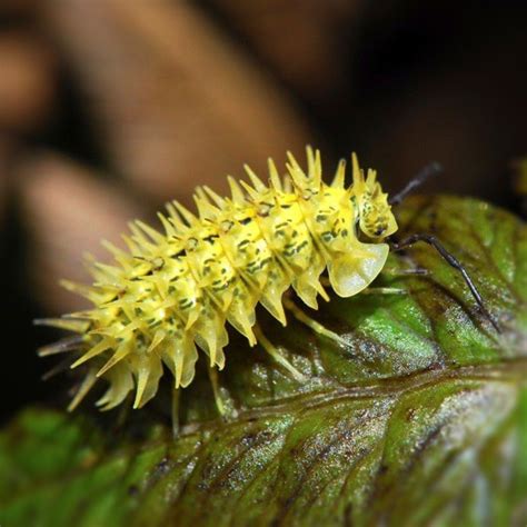 Today Is Worldwildlifeday Lets Celebrate St Helenas Rich Wildlife
