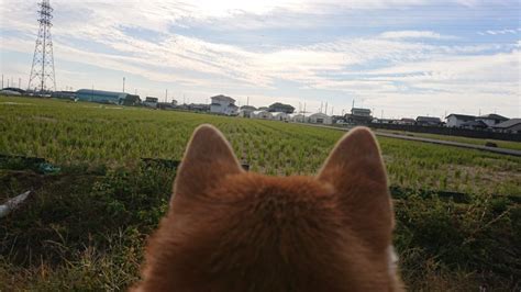 野の花 すずにわ日誌