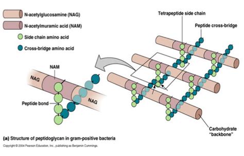 Onc Principles Of Selective Toxicity Flashcards Quizlet