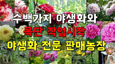 💥 화려한 겨울준비 수백가지 야생화와 겹목단 작업시작 😎 야생화 전문 판매농장입니다 Youtube