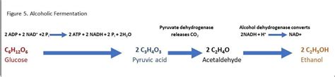 Cellular Fermentation Equation