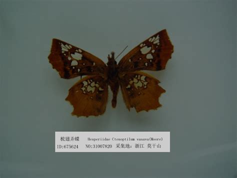 梳翅弄蝶 Ctenoptilum vasava 物种库 国家动物标本资源库