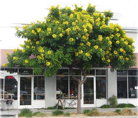 Cassia Leptophylla Tree Flowering Kate Sessions Trees