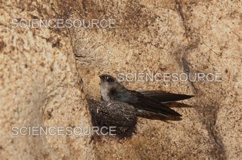 Edible Swiftlet Nest Edible Swiftlet Nest