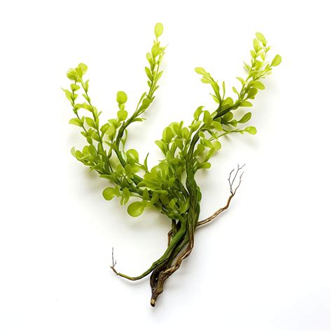 Premium Ai Image Pseudochlorodesmis Green Algae With Filamentous Branches On Aqua Plant