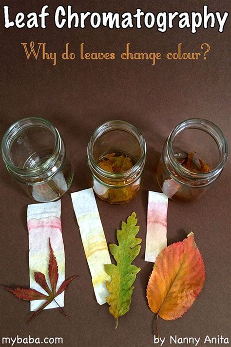 Leaf Chromatographs Are Shown In Three Jars With Leaves On Them And The Words Why Do Leaves