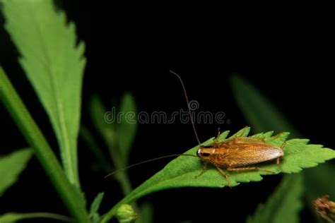 Close Up Blattella Asahinai German Cockroach Stock Image Image Of