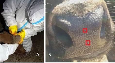 A Collection Of Post Mortem Specimens From The Muzzle Of Cattle B