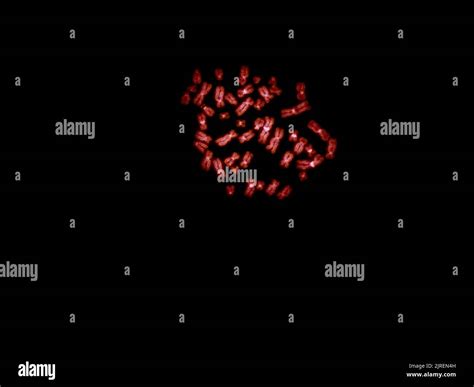 Chromosomes Under Fluorescence Microscope Red Colored Human