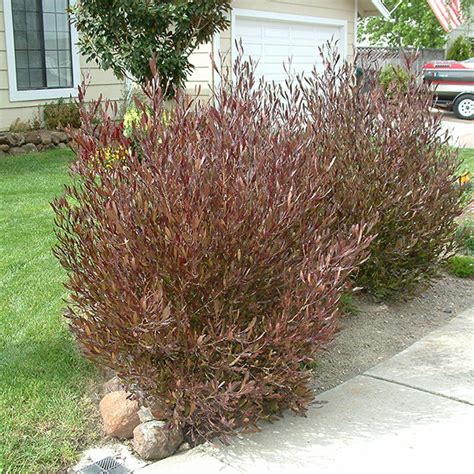Purple Hopseed Bush Candj Gardening Center