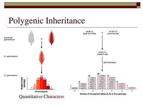 Ppt Genetics Powerpoint Presentation Free Download Id5778911 Ppt Genetics Powerpoint Presentation Free Download Id5778911