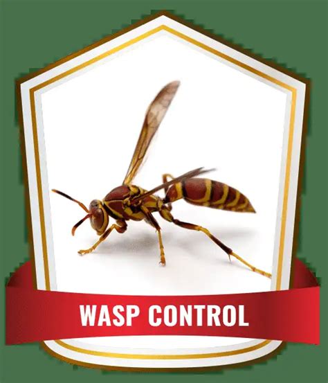 Wasp And Bee Control Sydney Pest Blaster