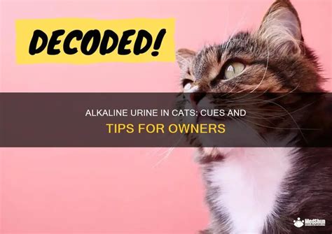 Alkaline Urine In Cats Cues And Tips For Owners Medshun