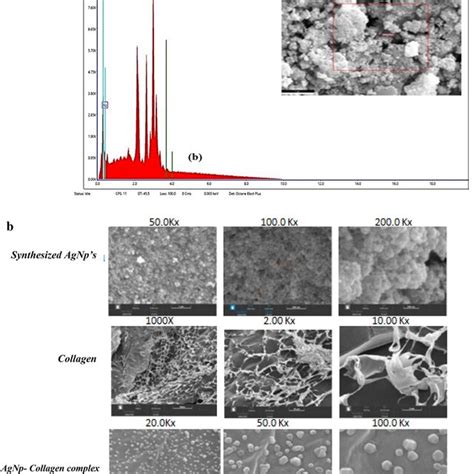 FE SEM And EDAX Of AgNPs A Synthesized From The Culture Supernatant Download Scientific